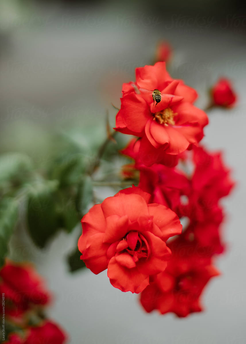 "Bee Fluttering Close To Red Roses In Blossom" by Stocksy Contributor ...