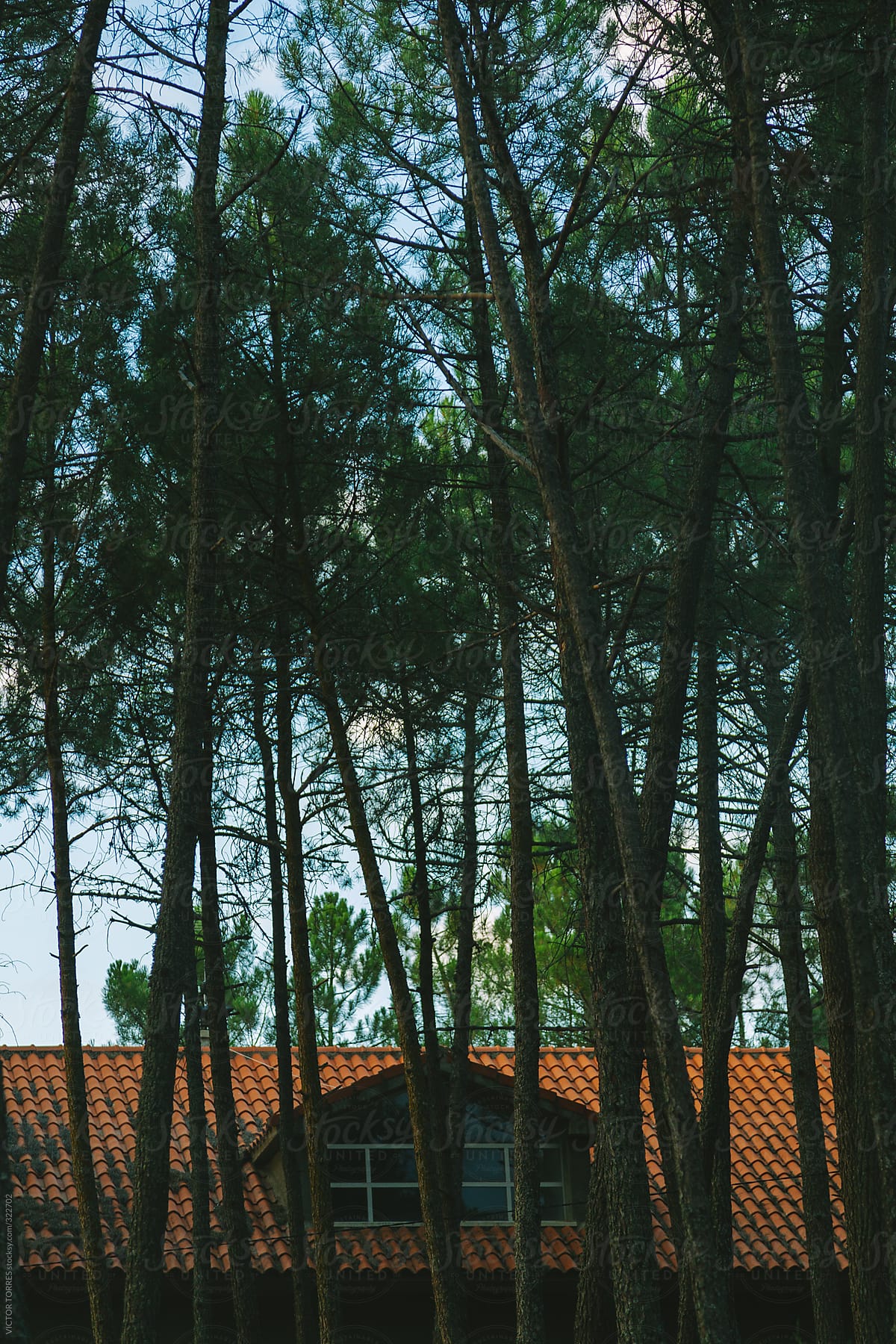 "Mountain Cabin In The Forest" by Stocksy Contributor "VICTOR TORRES ...