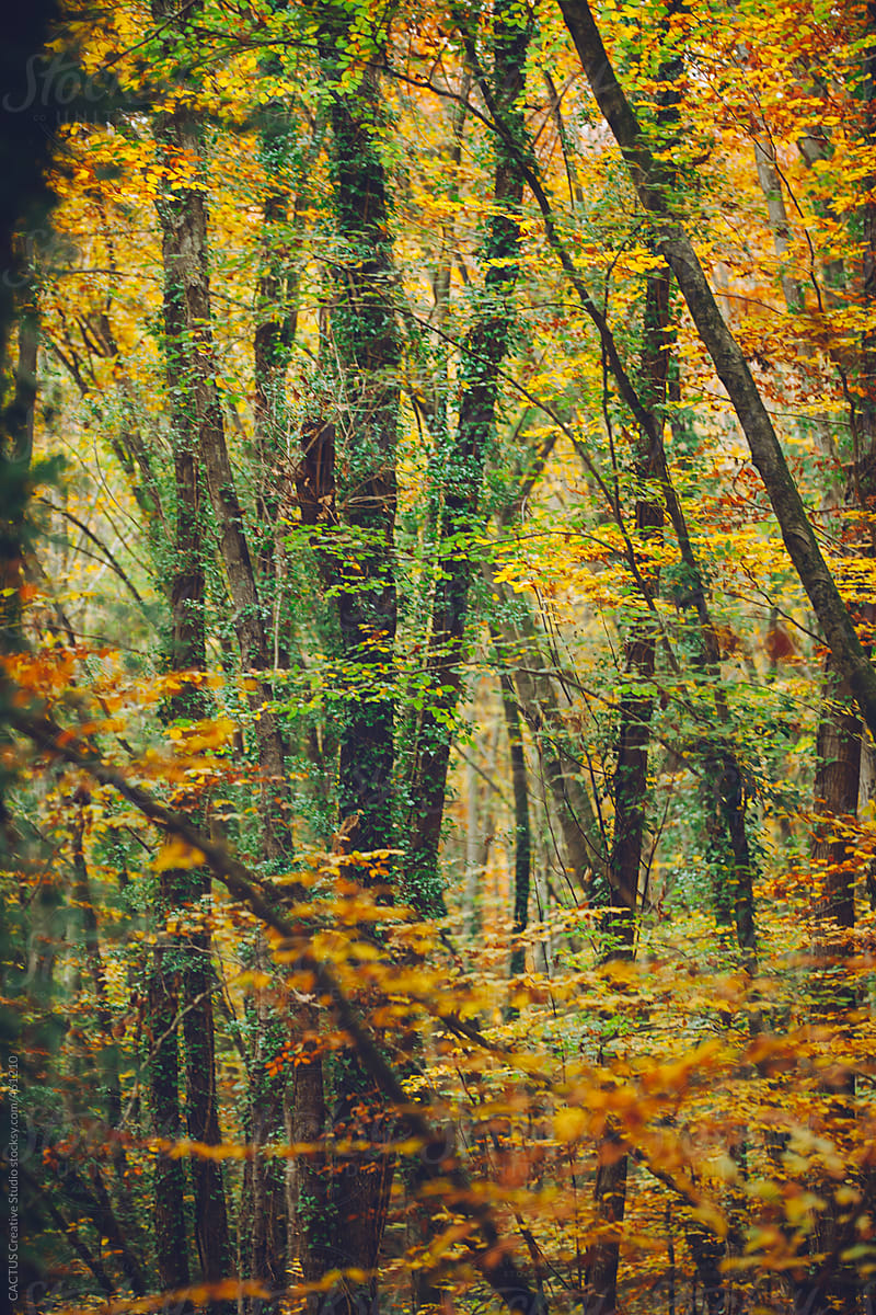 "Autumn Scene In A Beech Forest" by Stocksy Contributor "CACTUS ...