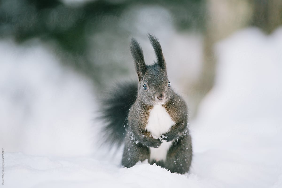 "Cute Eurasian Red Squirrel" by Stocksy Contributor "Peter Wey" - Stocksy