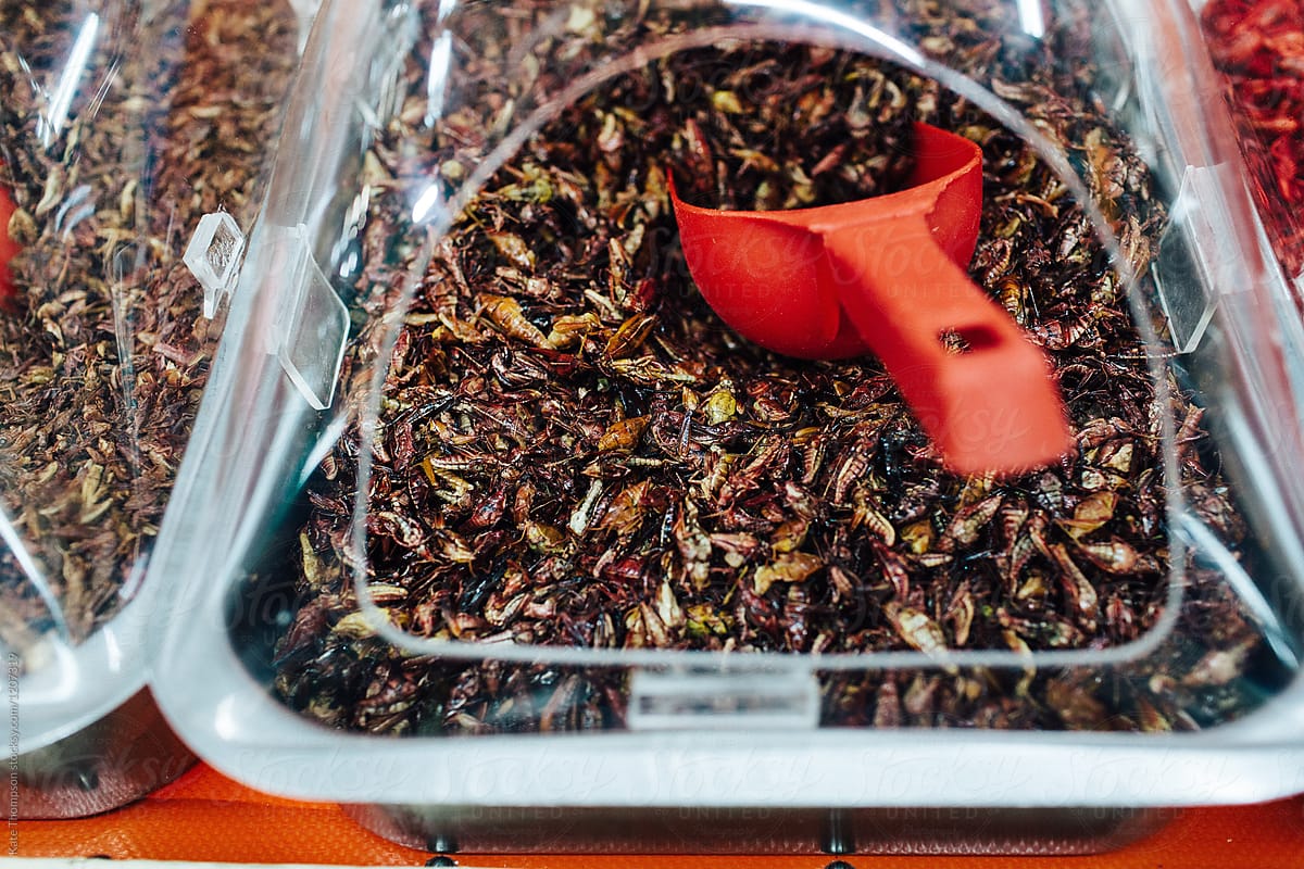 "Grasshopper Snacks" by Stocksy Contributor "Kate Thompson" - Stocksy