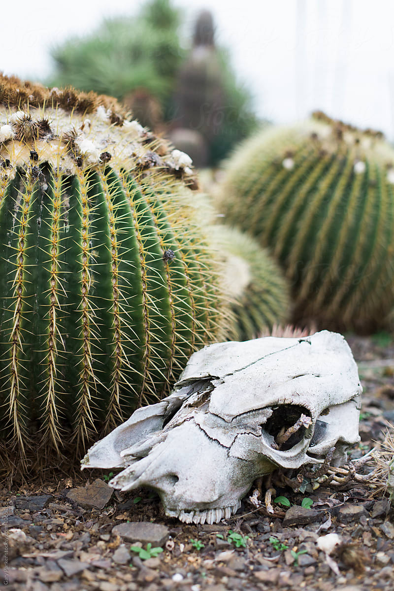 "Cactus Skull" by Stocksy Contributor "Gary Parker" - Stocksy