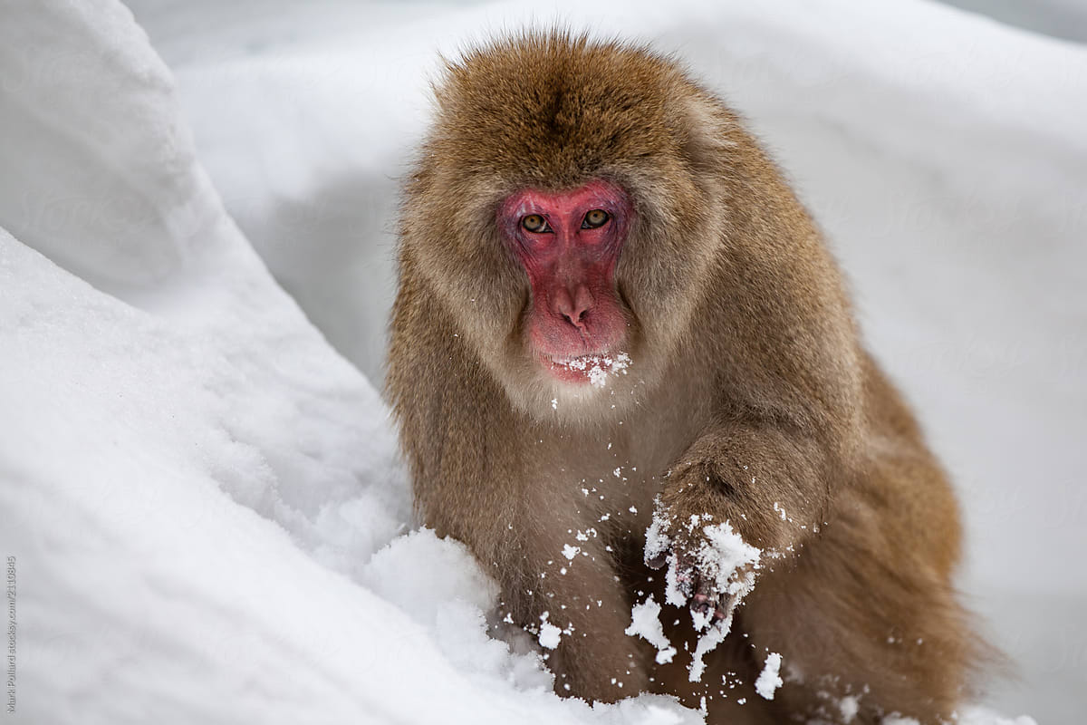 "Portrait Of A Macaque In Winter" by Stocksy Contributor "Mark Pollard ...