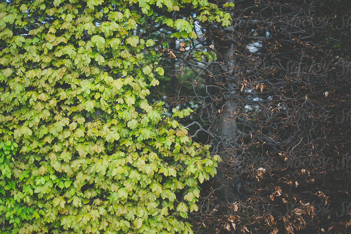 "Lush And Leafless Branches Of Plant" by Stocksy Contributor "Chris ...