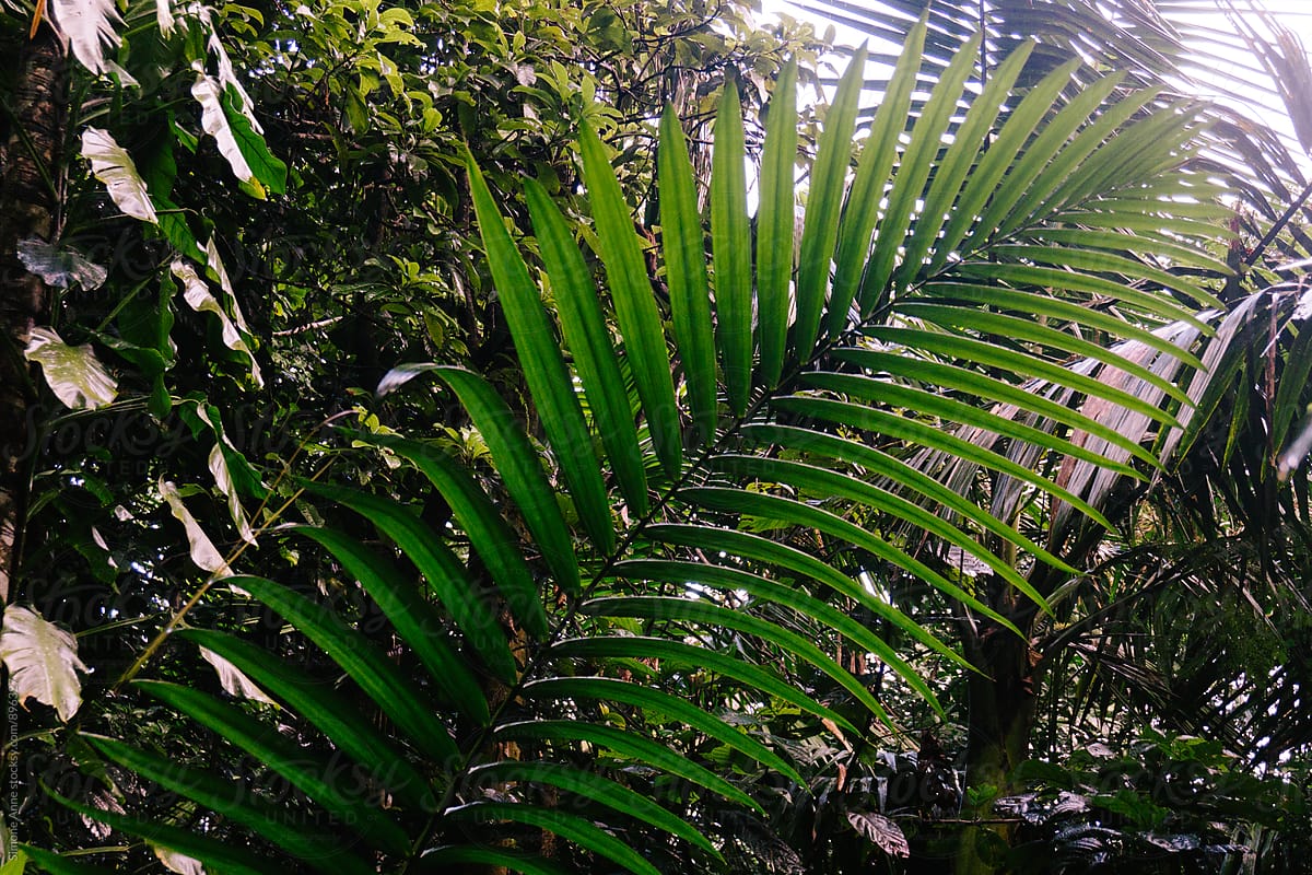 "Palm Leaves In The Rainforest" by Stocksy Contributor "Simone Anne ...