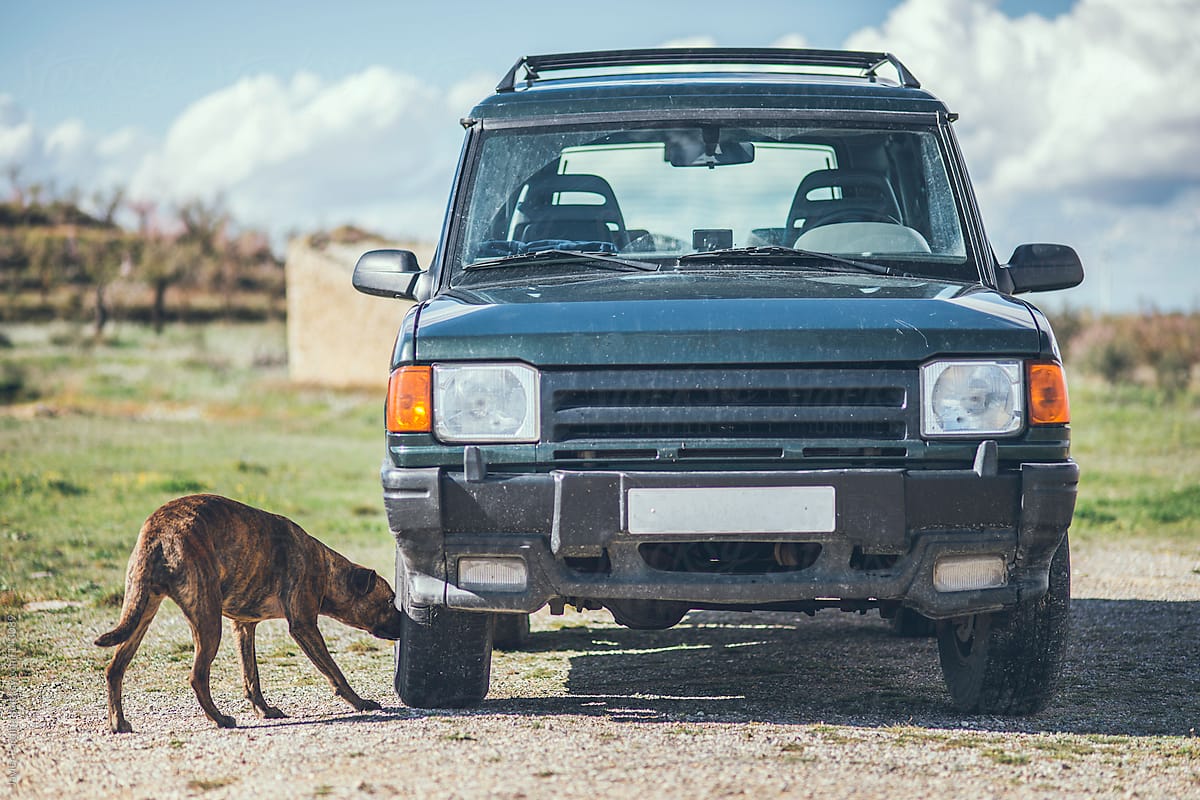"A Dog, Smelling The Wheel Of 4x4 Car." by Stocksy Contributor "Pardina ...
