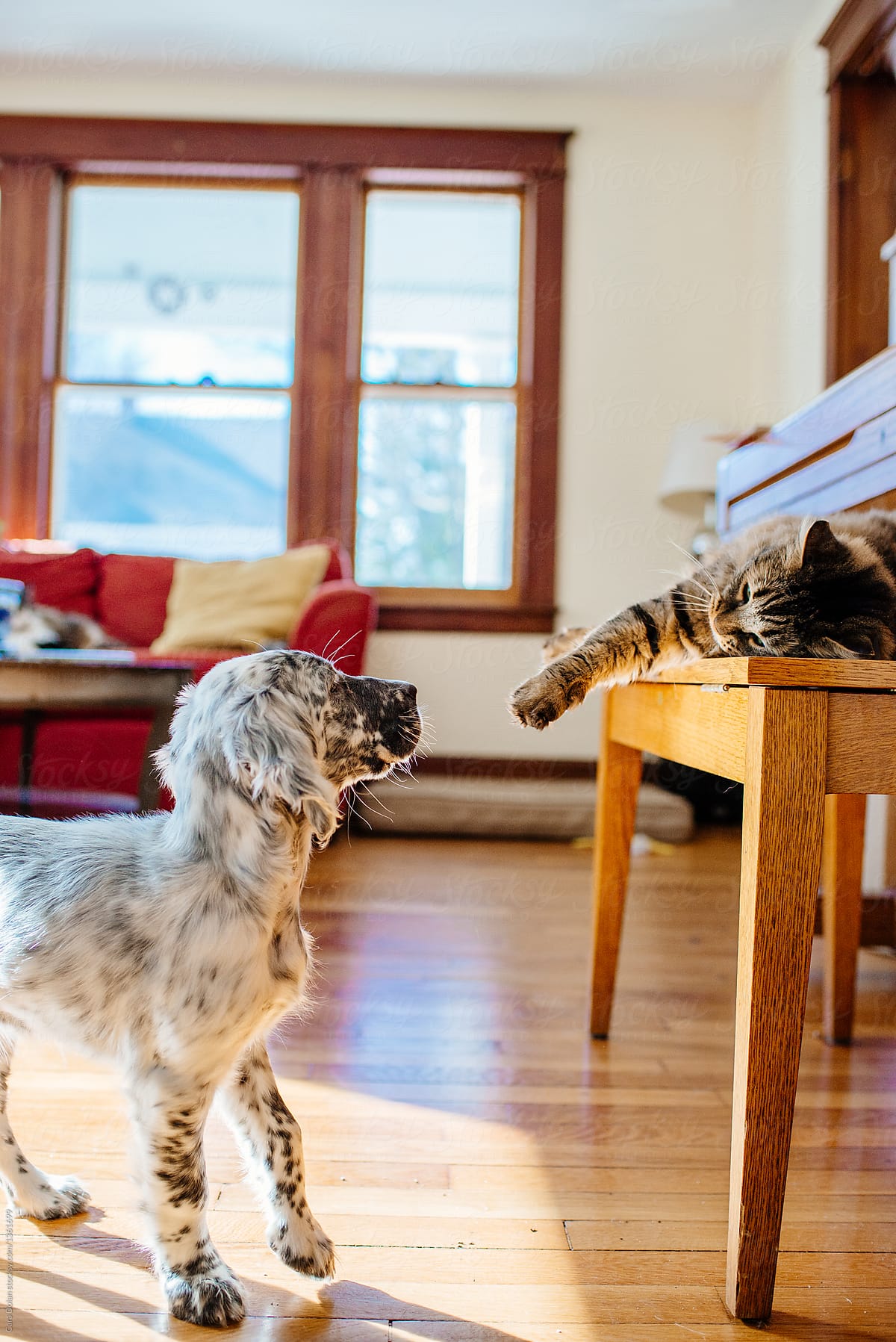 "Puppy And Cat Meet For The First Time" by Stocksy Contributor "Cara ...