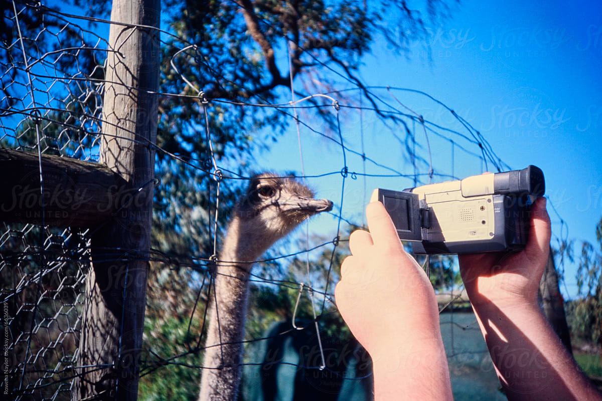 "Emu Looking Posing For Video Camera" by Stocksy Contributor "Rowena ...