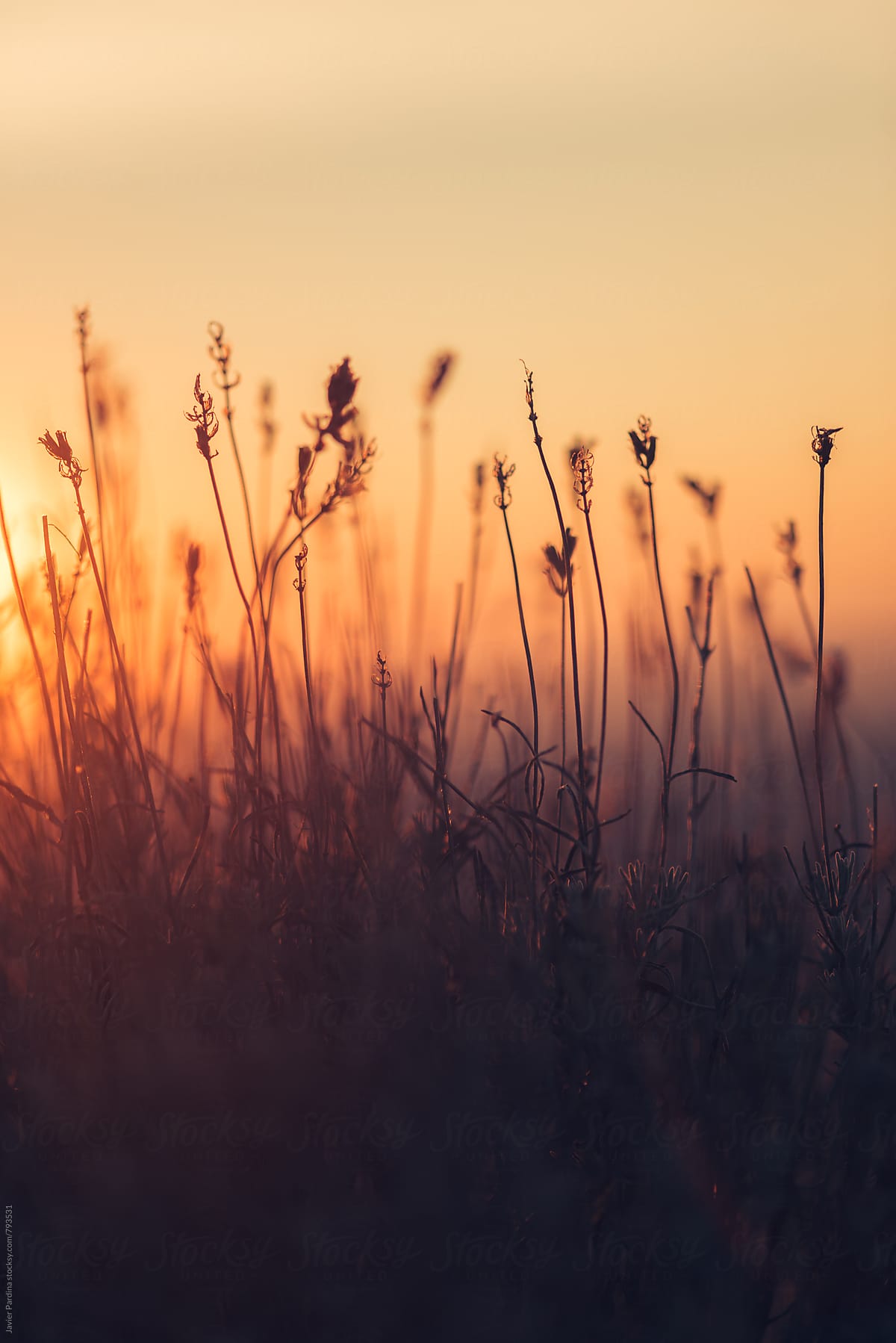 "Plants At Sunset" by Stocksy Contributor "Pardina Studio x Katya D ...