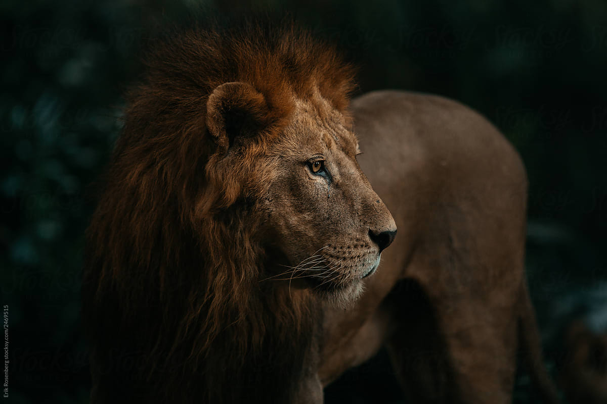 "Bali Lion" by Stocksy Contributor "Erik Rosenberg" - Stocksy