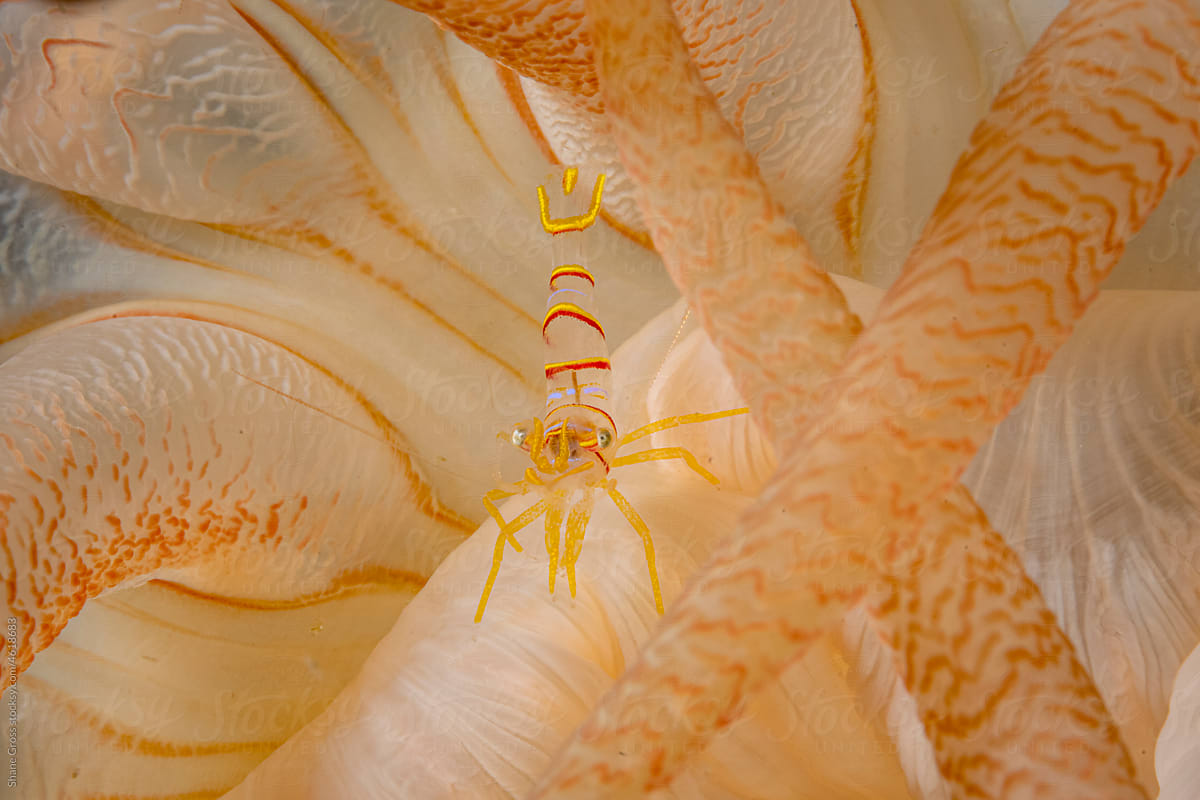 "Candy Stripe Shrimp" by Stocksy Contributor "Shane Gross" - Stocksy