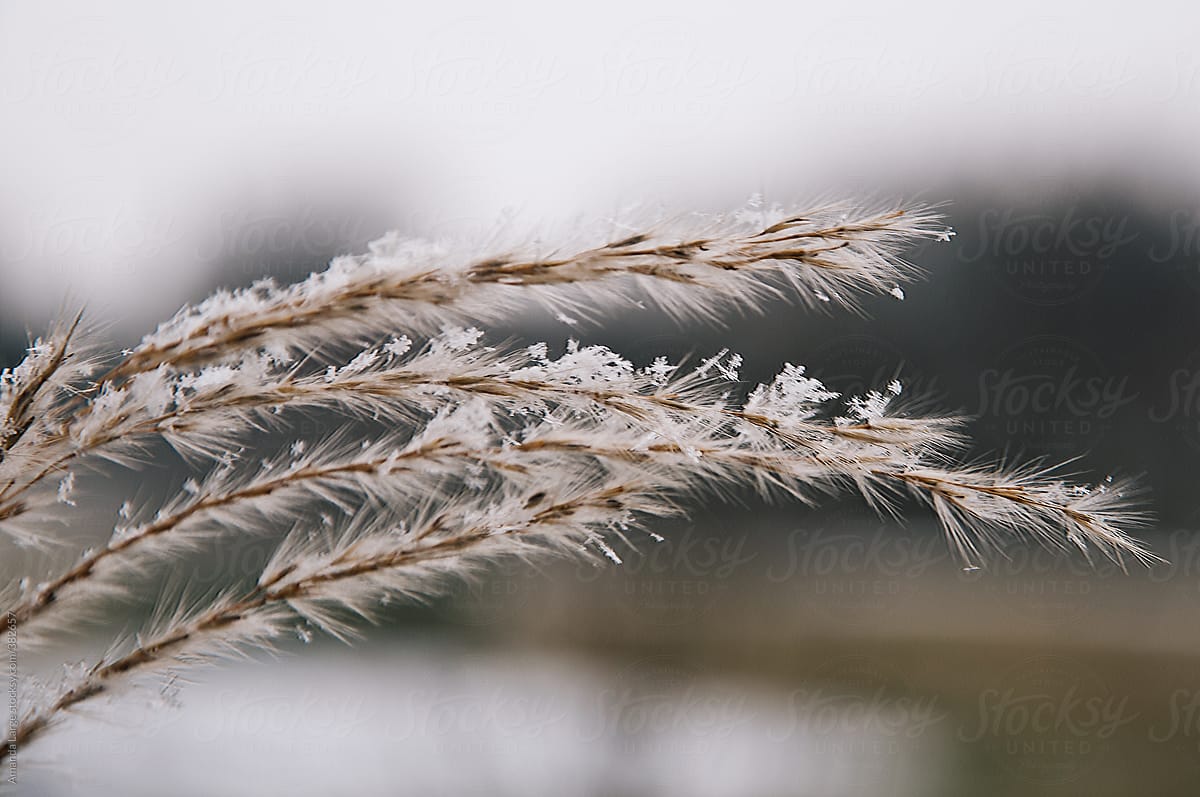 "Snowflakes On Grass" by Stocksy Contributor "Amanda Large" - Stocksy