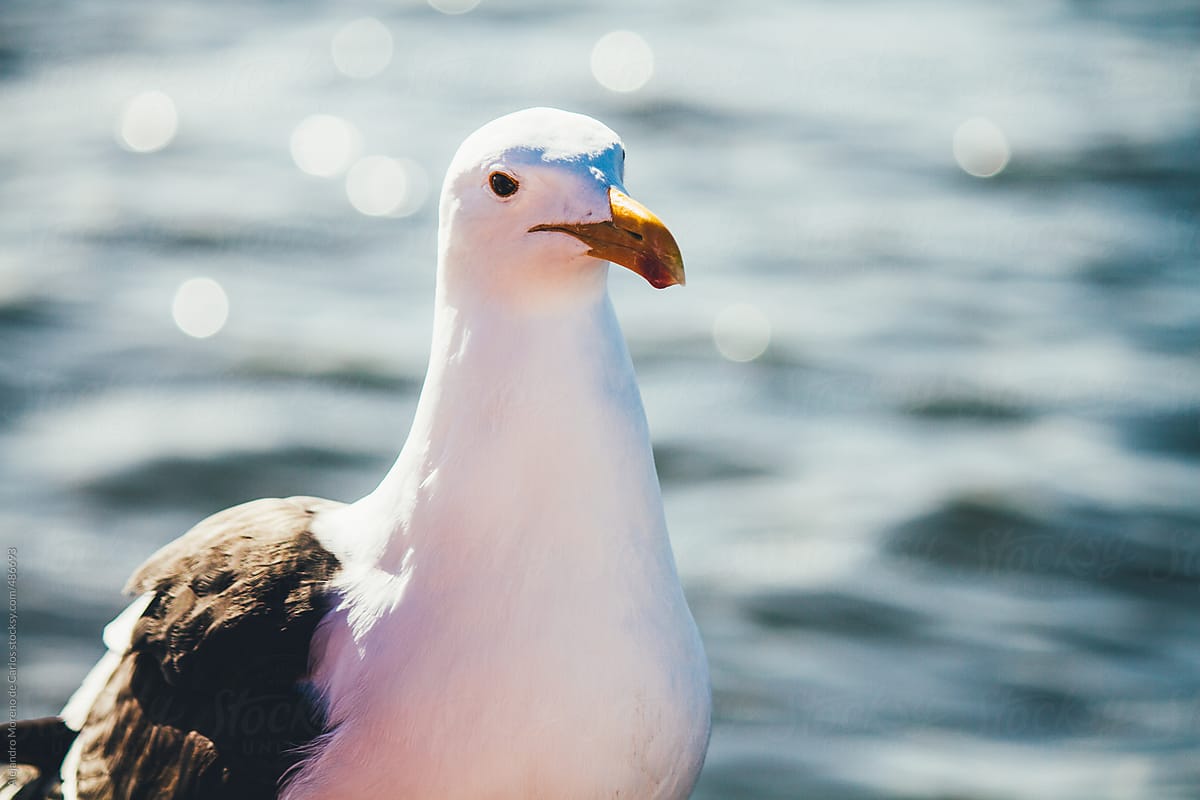 "Seagull Portrait On The Sea" by Stocksy Contributor "Alejandro Moreno ...