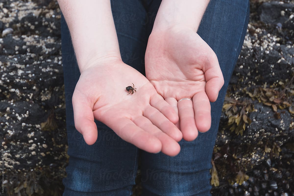 "A Hermit Crab In The Hand Is Worth..." by Stocksy Contributor "Matt ...