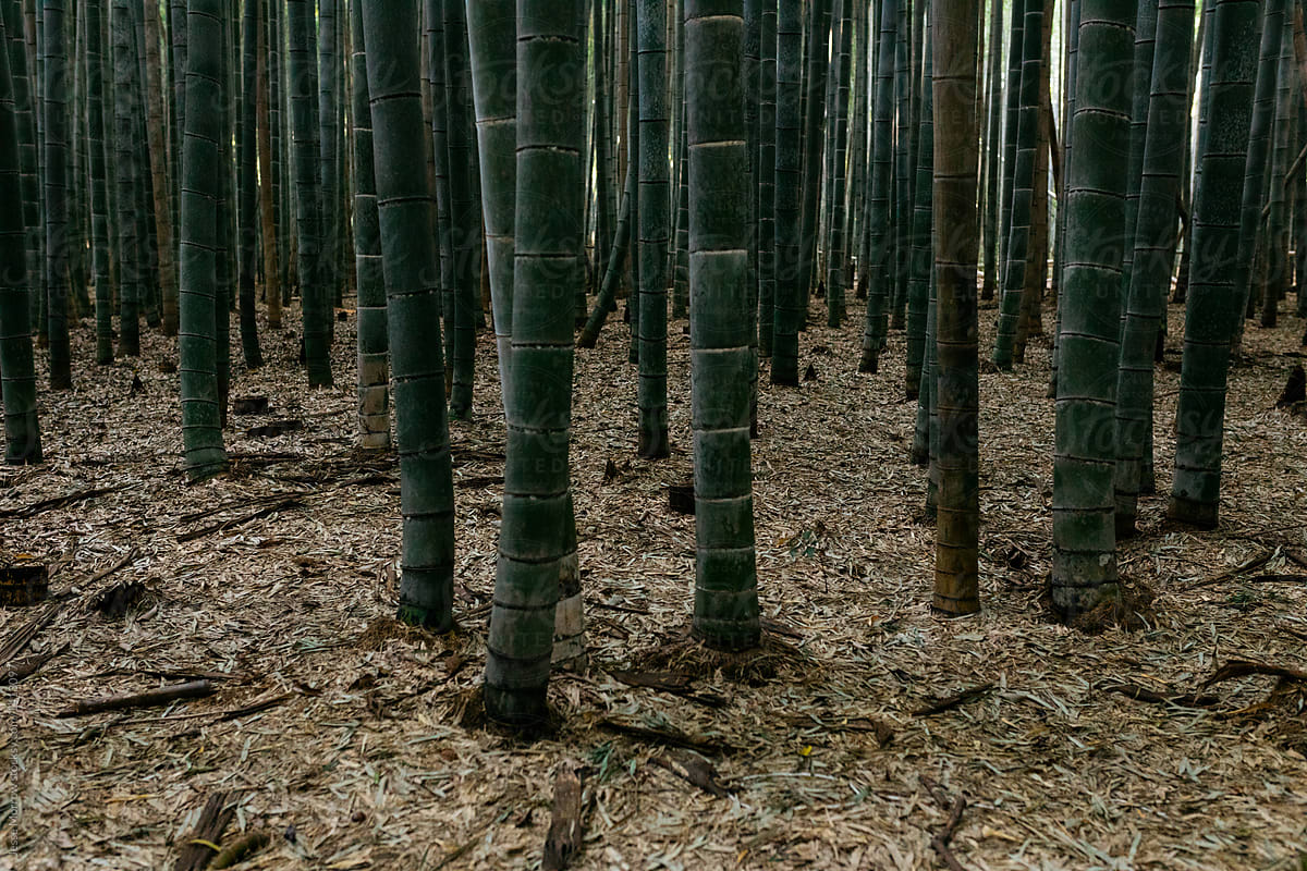 "Beautiful Landscapes Through Tall Old Growth Bamboo Forest In Kyoto ...