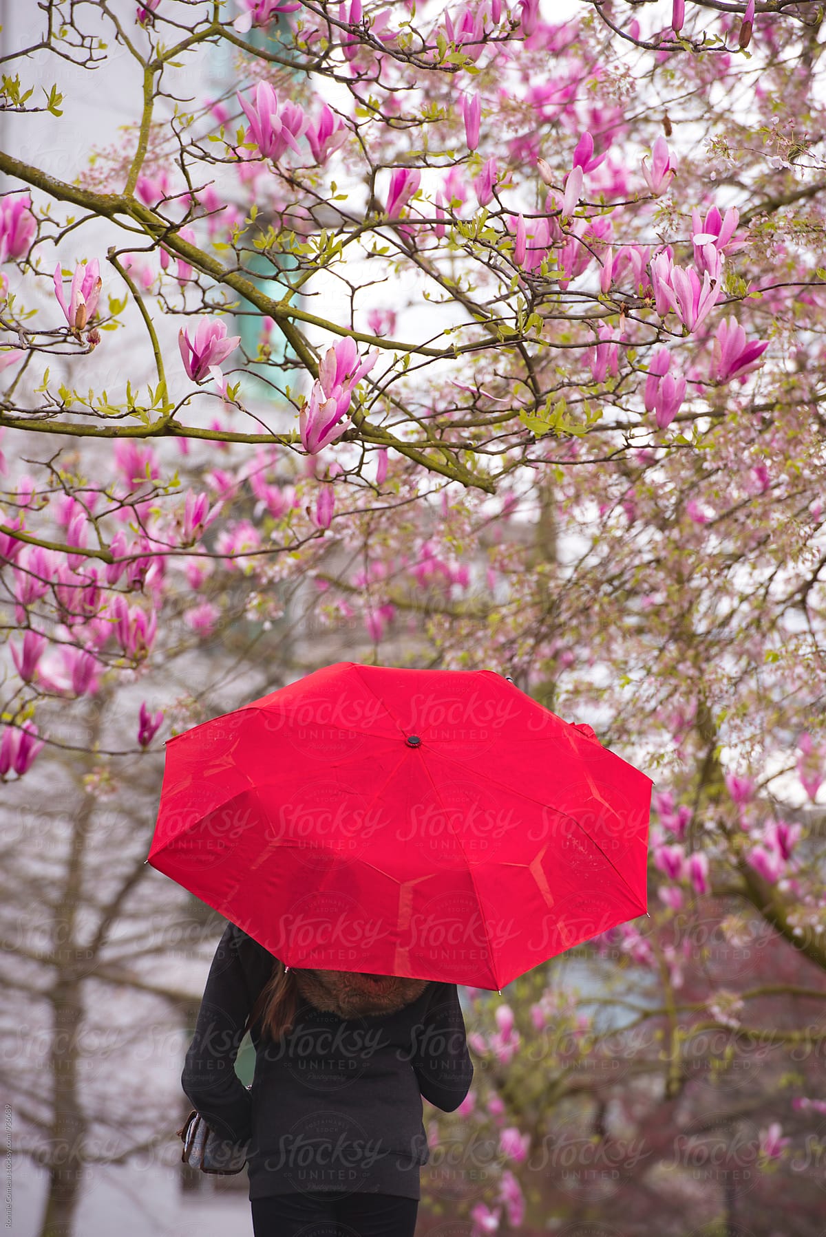 "Red Umbrella Under Blossoming Trees" by Stocksy Contributor "Ronnie ...