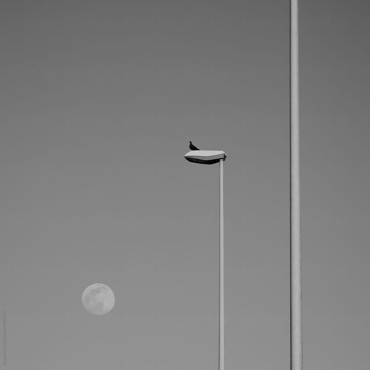 "Dove Observing The Full Moon" by Stocksy Contributor "Sergio Murria ...