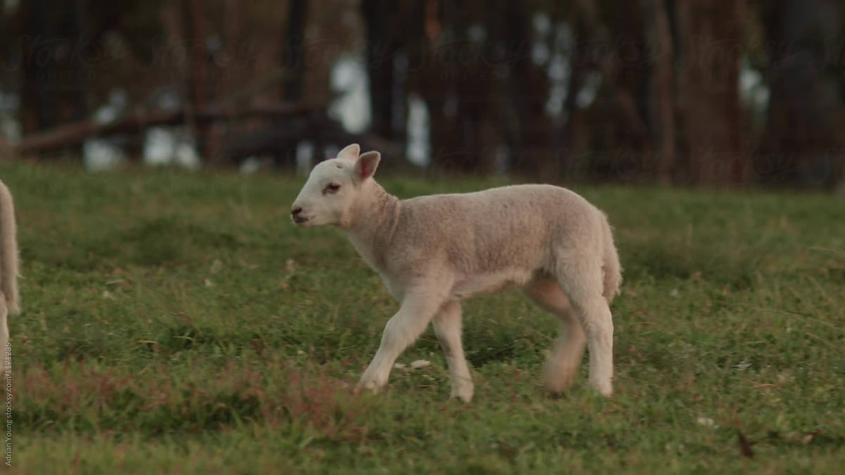 "Lambs Following Their Mother Across A Paddock" by Stocksy Contributor ...
