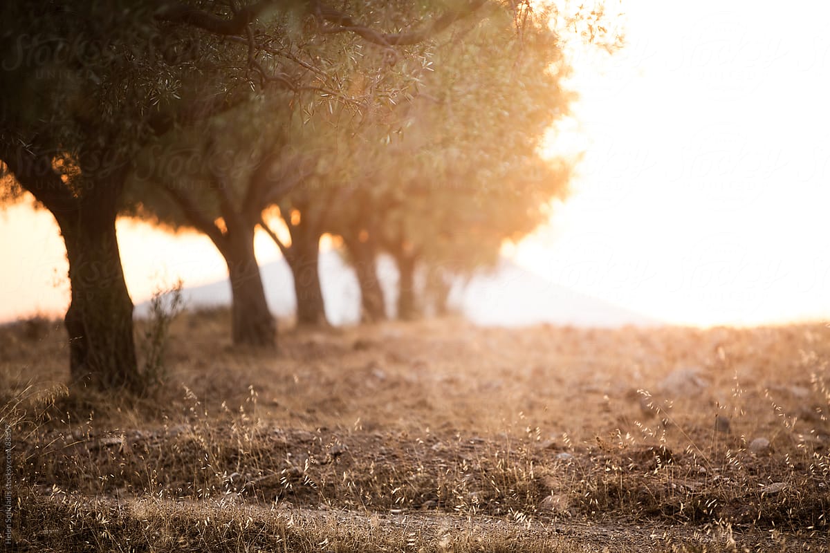 "Olive Trees In The Sunset Light" by Stocksy Contributor "Helen ...