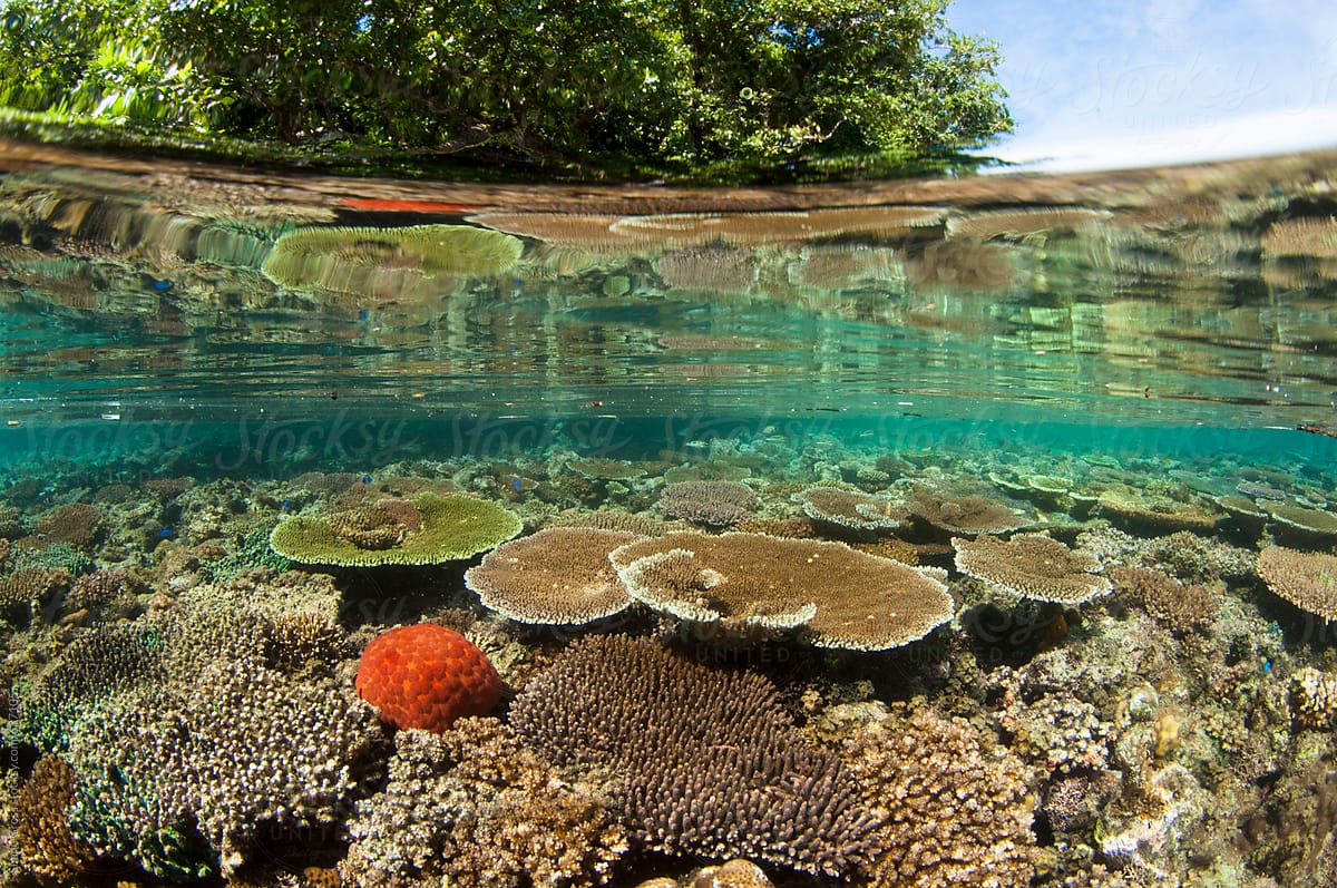"Half And Half - Reef And Jungle" by Stocksy Contributor "Shane Gross ...
