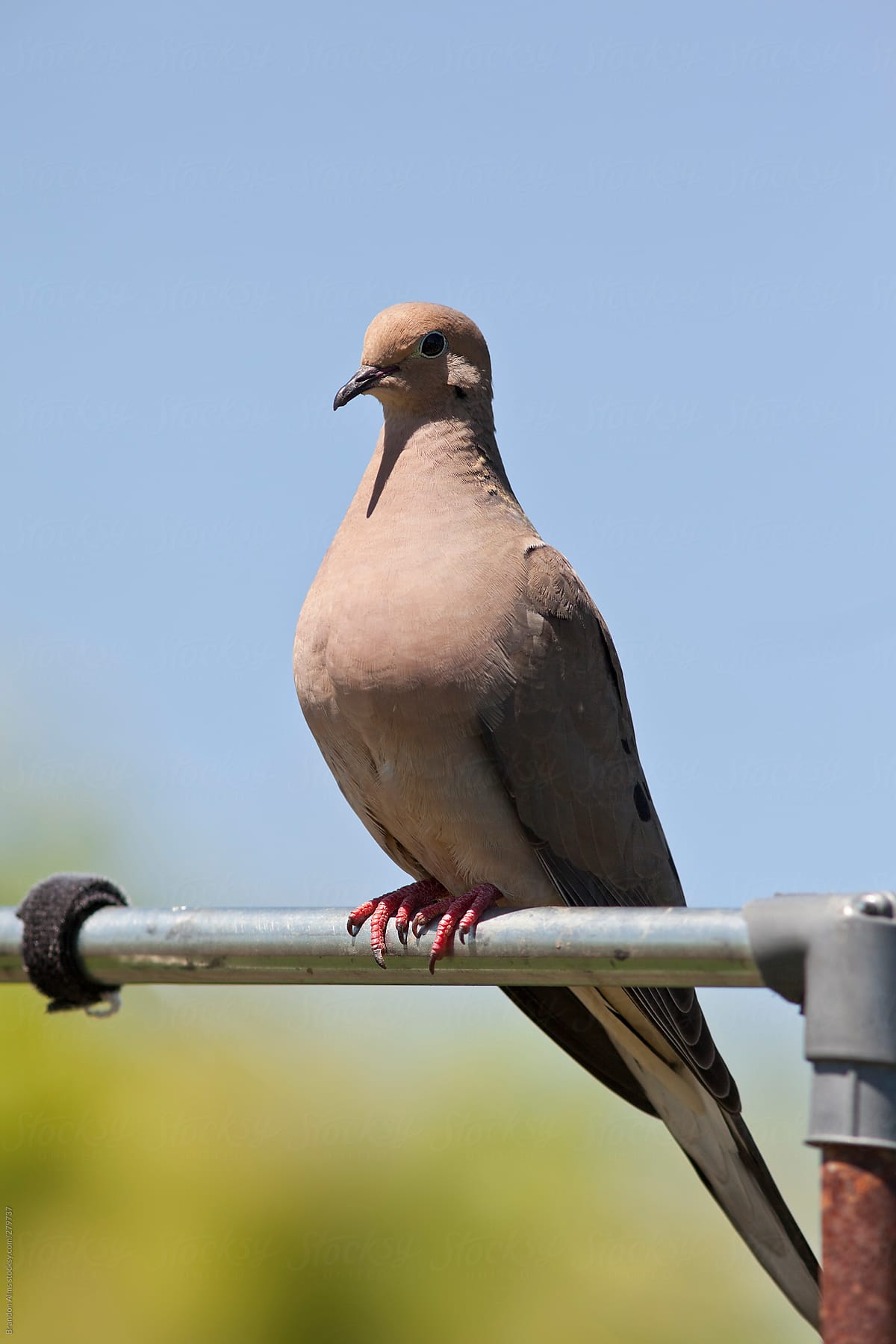 "Mourning Dove Portrait" by Stocksy Contributor "Brandon Alms" - Stocksy