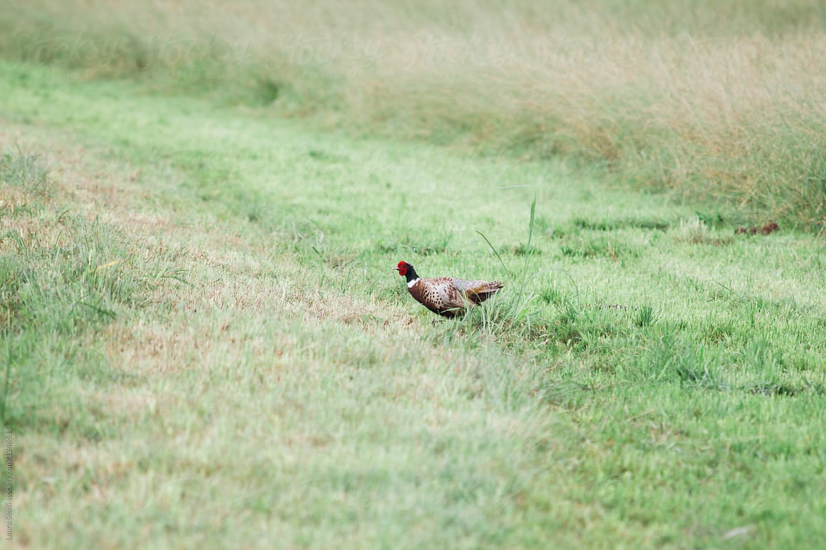 "Male Pheasant Walks In Country Field" by Stocksy Contributor "Laura ...