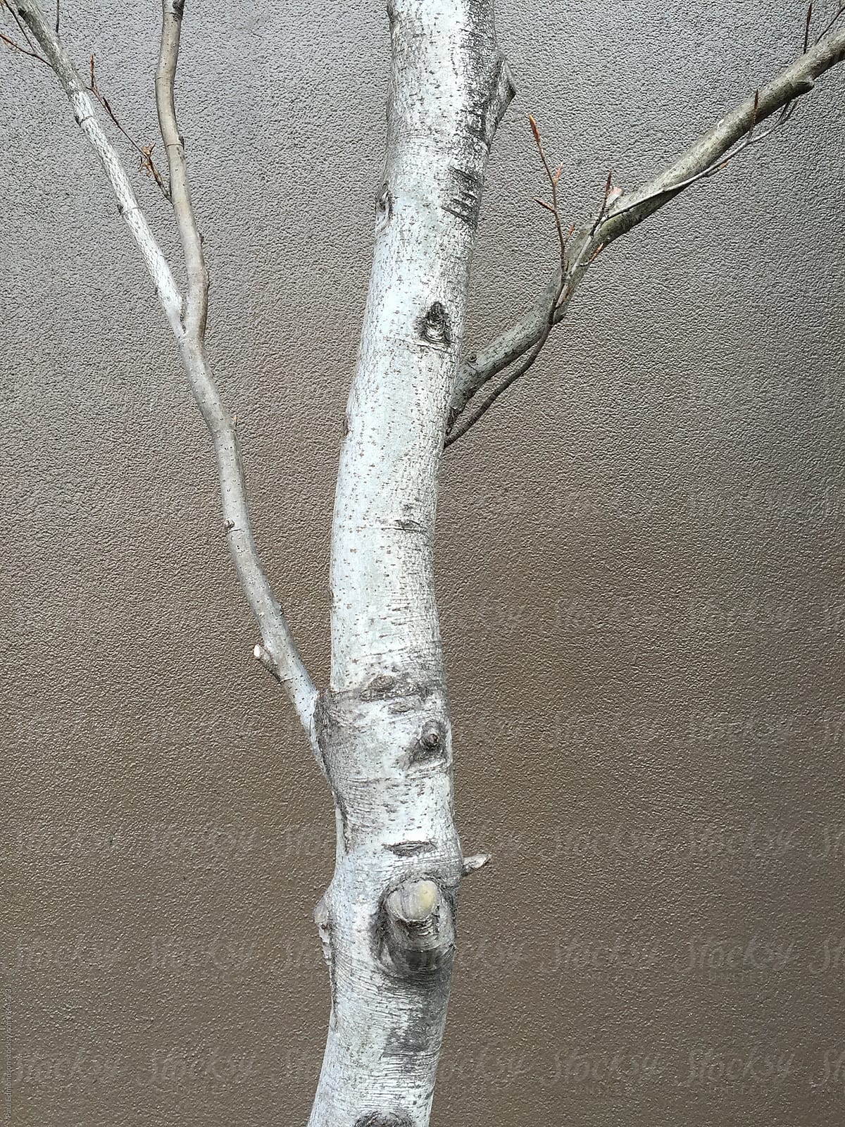 "Aspen Tree In Front Of Building Wall" by Stocksy Contributor "Rialto ...