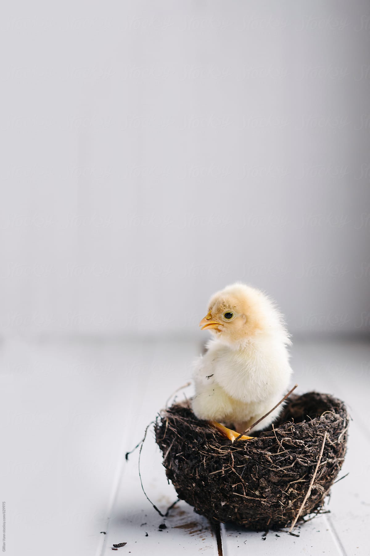 "Baby Chick, Sitting In A Nest" by Stocksy Contributor "Gillian Vann ...