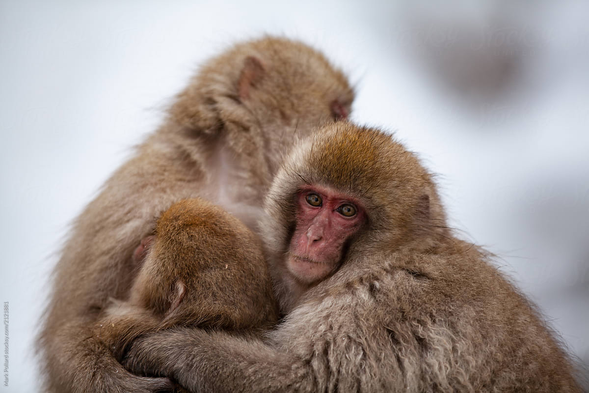 "Portrait Of A Macaque Family In Winter" by Stocksy Contributor "Mark ...