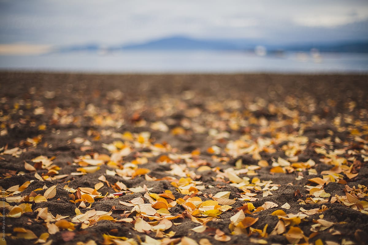 "A Wash Of Golden Leaves Have Fallen On The Sand At The Beach." by ...