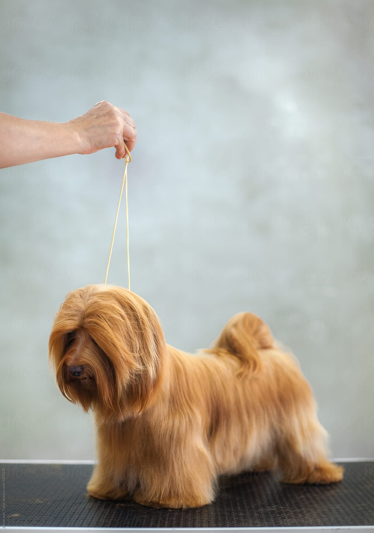 "Portrait Of A Purebred Dog" by Stocksy Contributor "Jelena Jojic Tomic ...