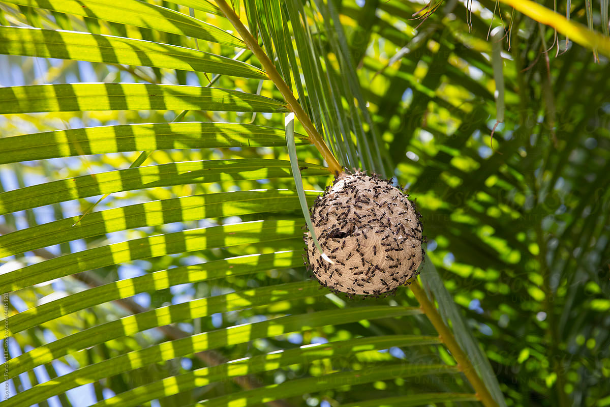 "Bee Nest Beehive In Jungle Costa Rica Rainforest" by Stocksy ...