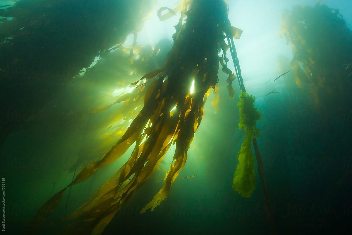 "Bull Kelp Backlit By Sunshine Streaming Through The Surface Of The ...