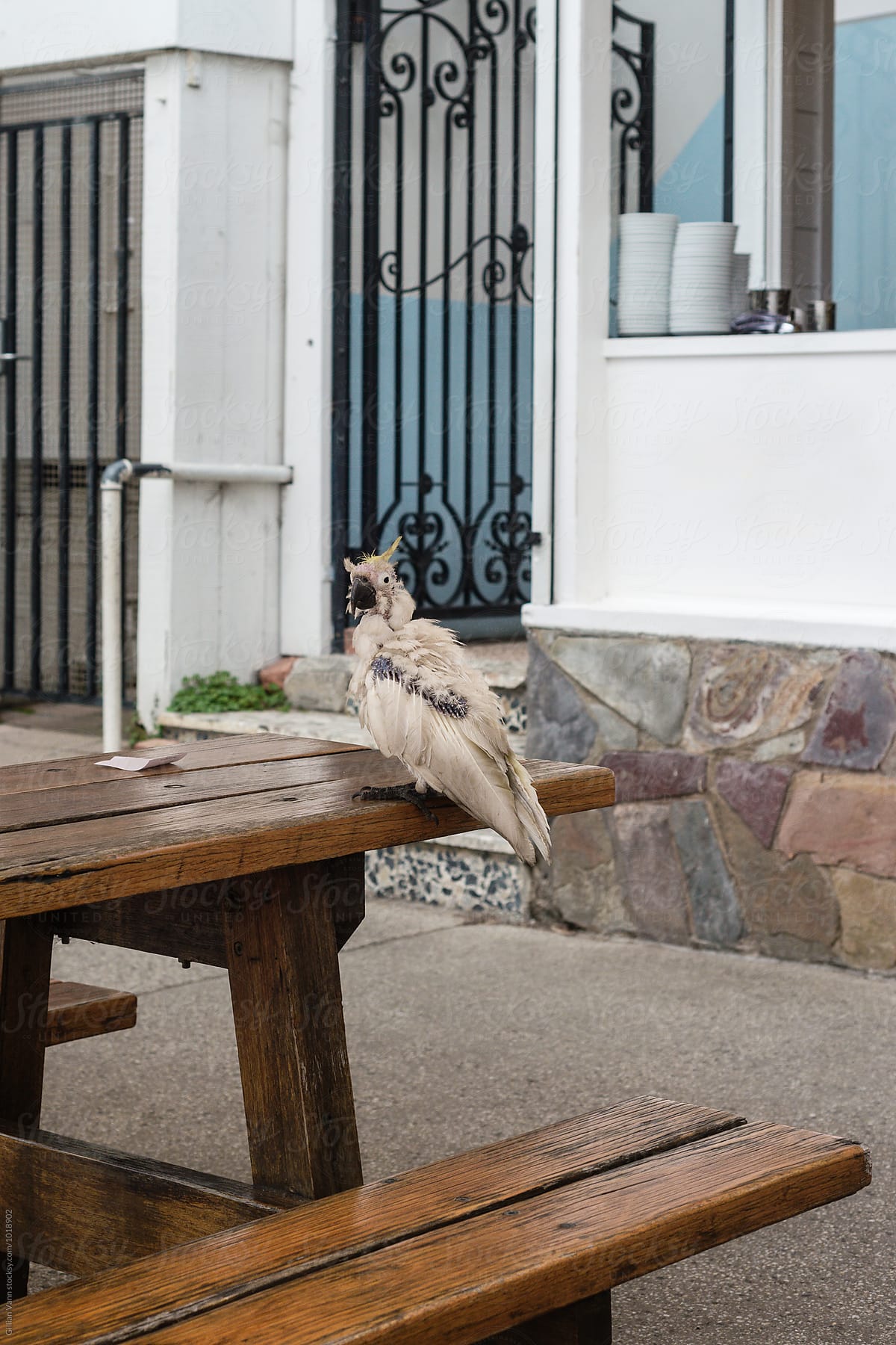"Sad, Scruffy Cockatoo Bird" by Stocksy Contributor "Gillian Vann ...