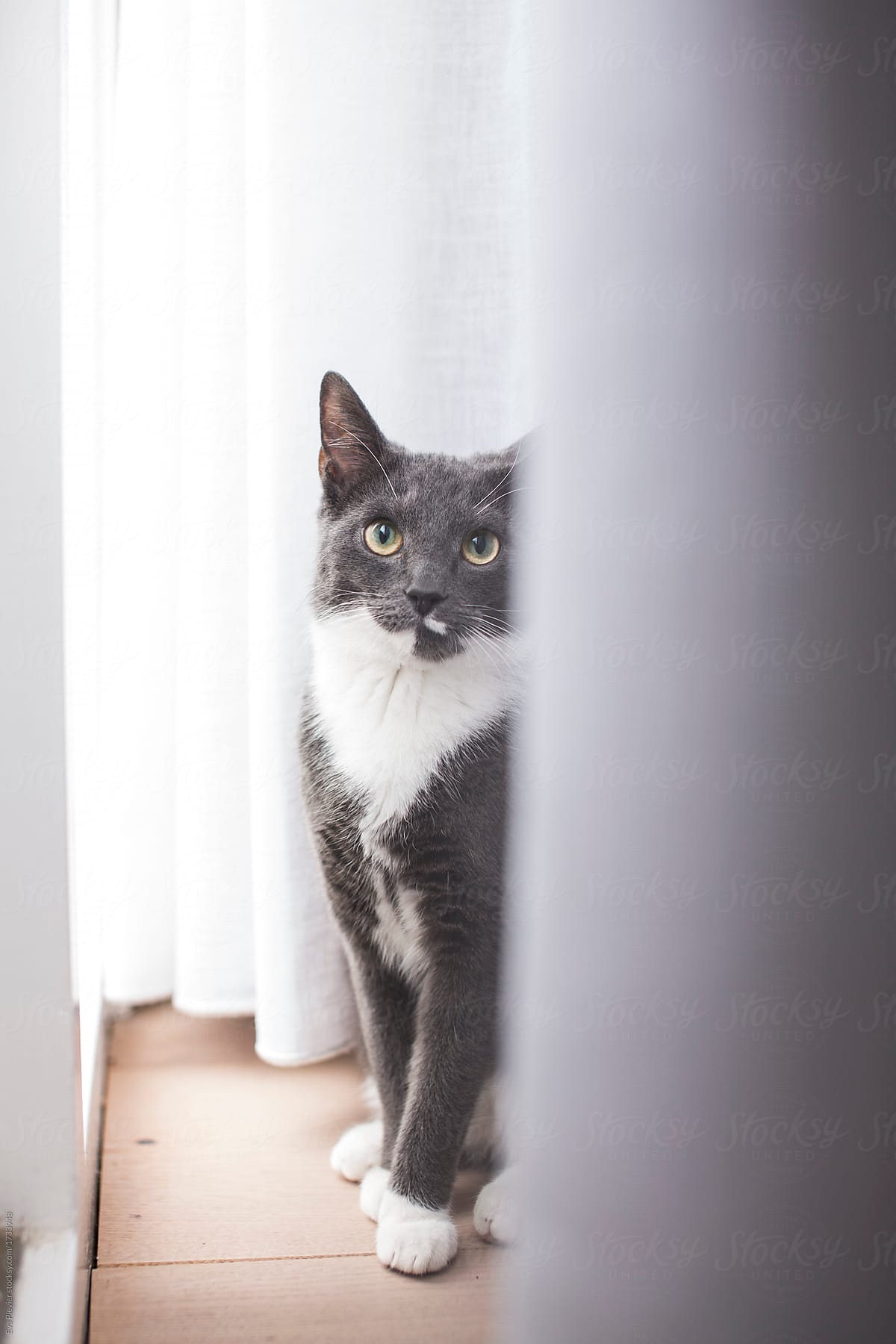 "Young Cat Hiding Behind A Curtain" by Stocksy Contributor "Eva Plevier ...