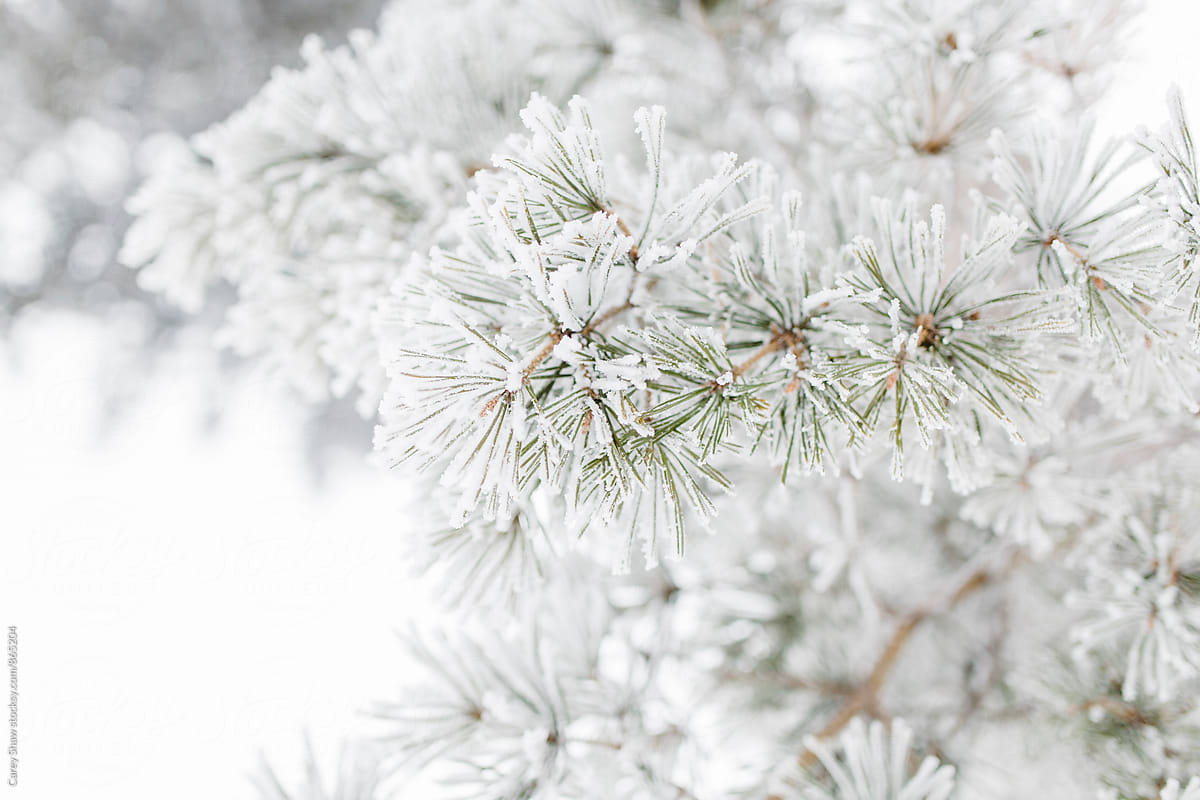 "White Winter Detail Of Frost Covered Evergreen Tree" by Stocksy ...
