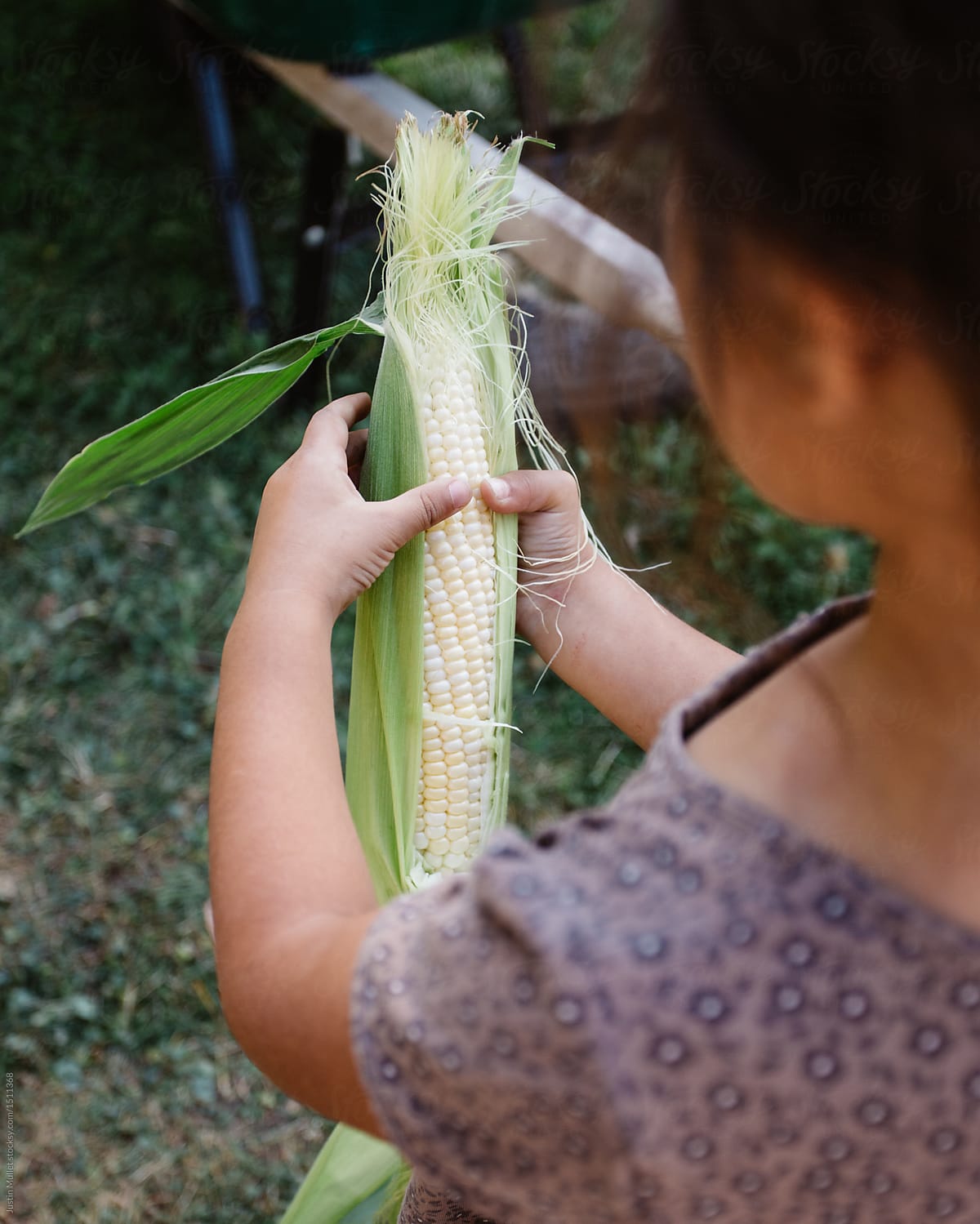 "Little Girl Husking An Ear Of Corn" by Stocksy Contributor "Justin ...