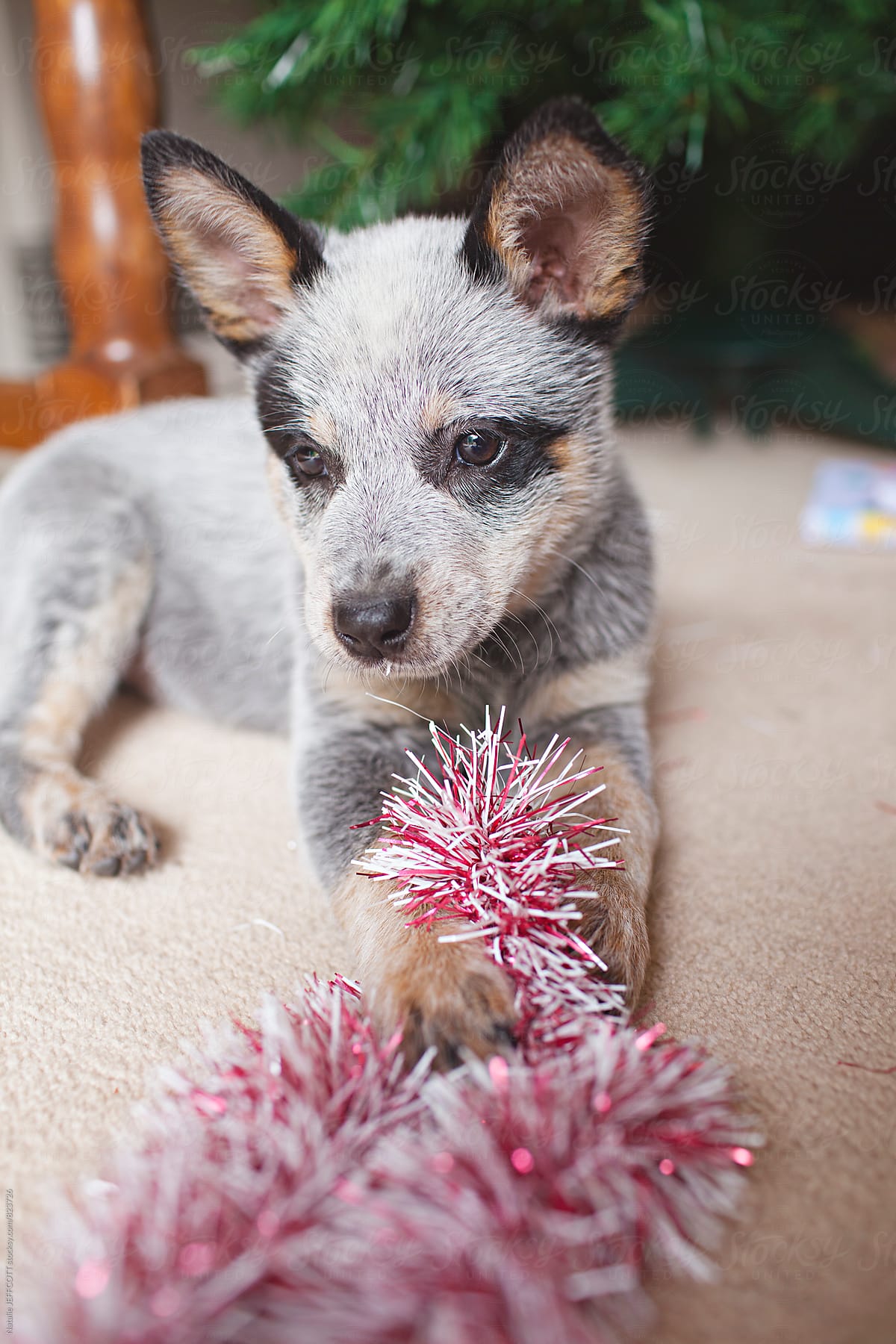 "Christmas Puppy" by Stocksy Contributor "Natalie JEFFCOTT" - Stocksy