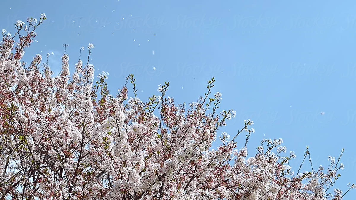 "Cherry Blossoms Petals Flying Through The Air" by Stocksy Contributor ...