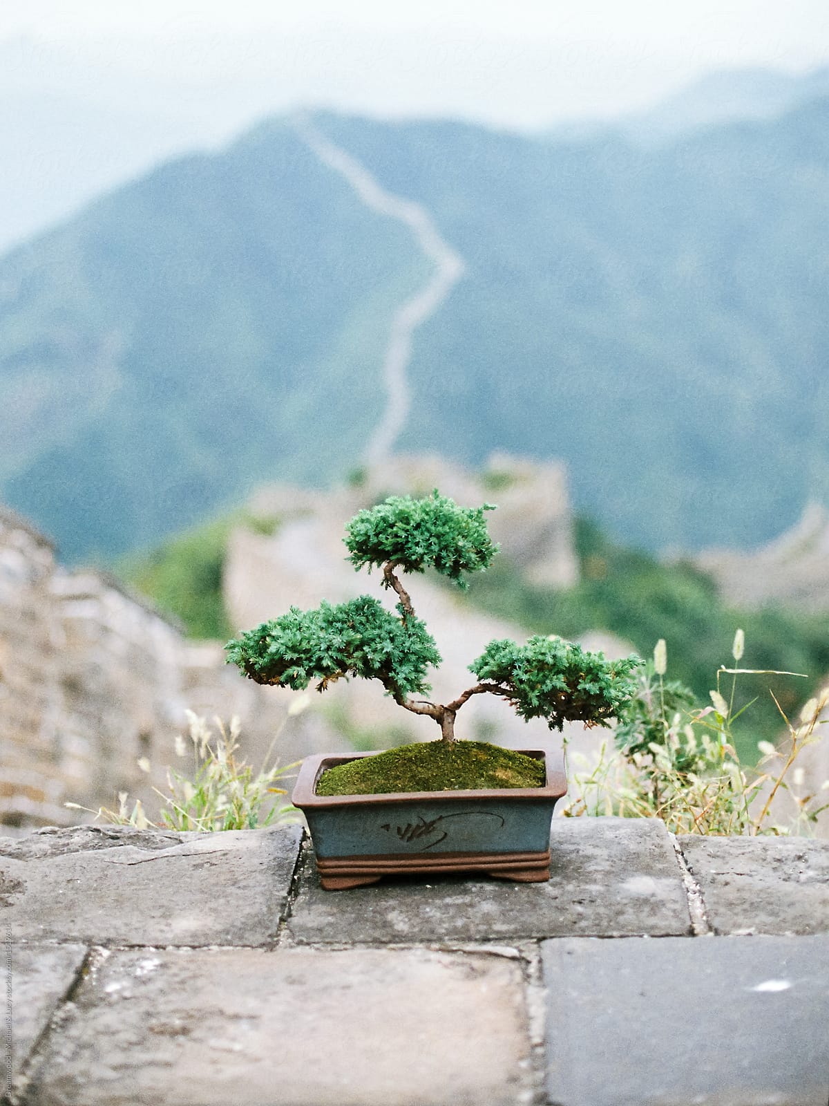 "Bonsai Tree On Great Wall" by Stocksy Contributor "Dreamwood ...