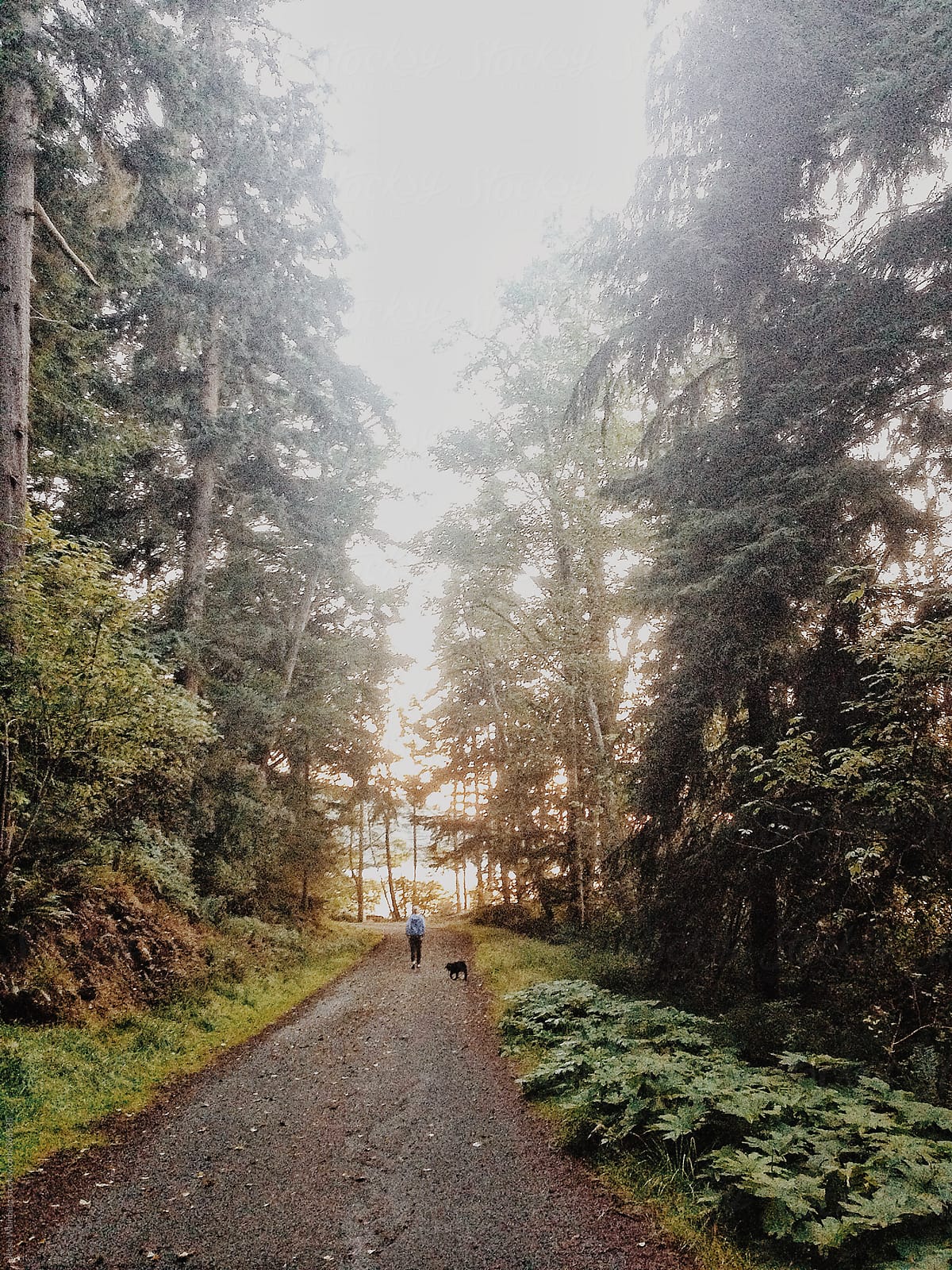 "Golden Light In The Forrest" by Stocksy Contributor "Jesse Weinberg ...