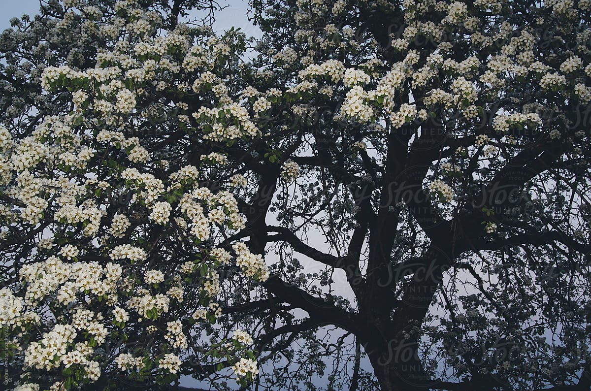 "Tree With Flowers In Bloom In Spring" by Stocksy Contributor "Cosma ...