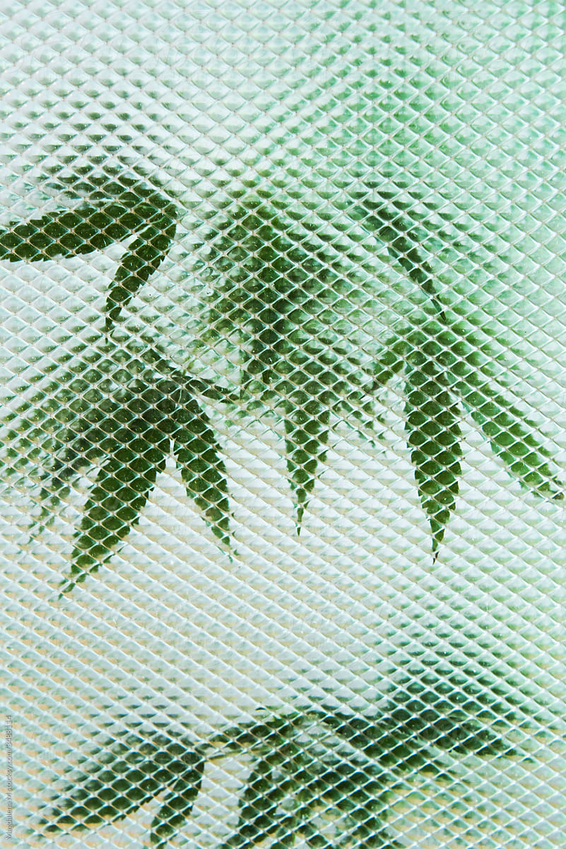 Ghost Leaves 2 - Stock Image - Everypixel