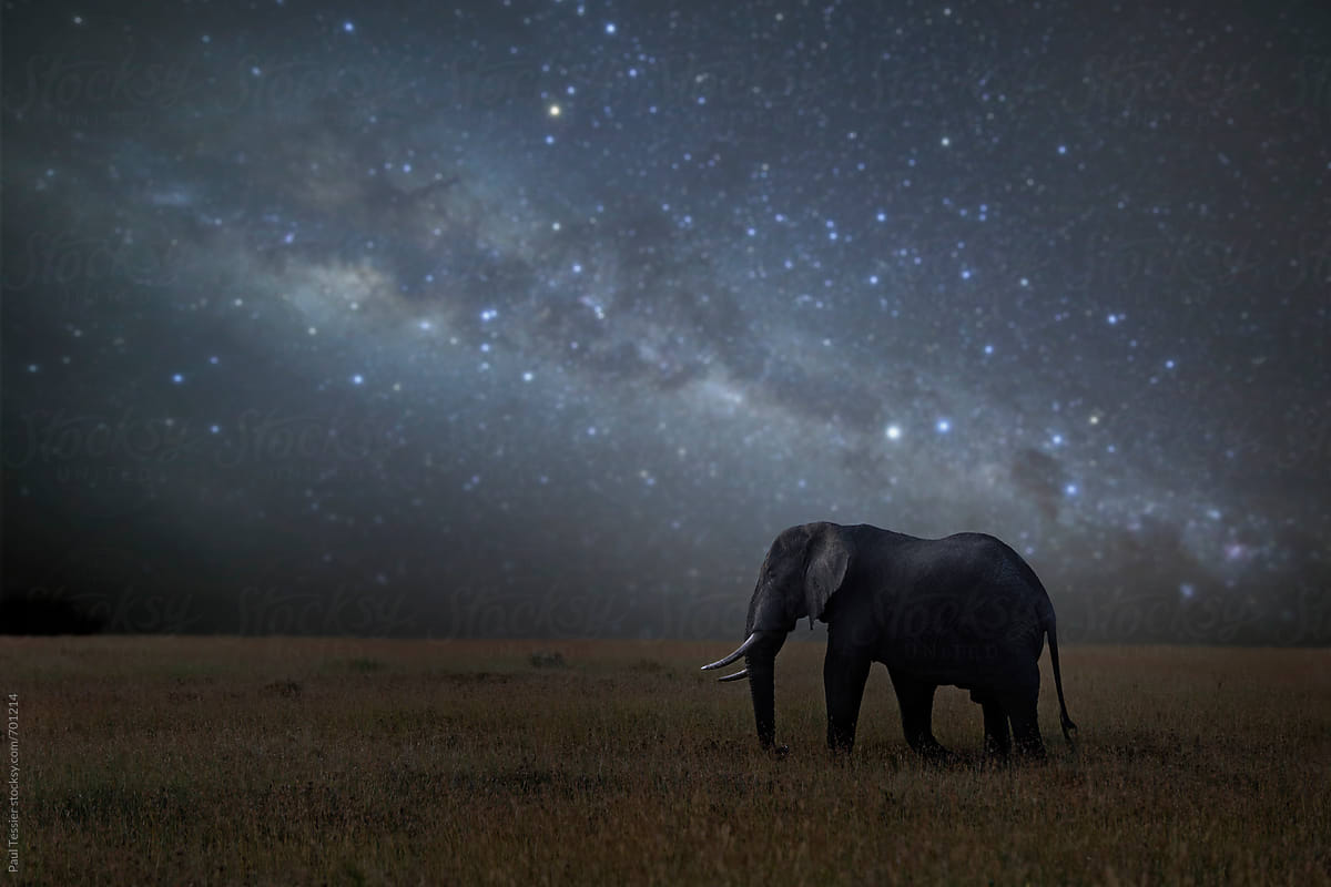 "Elephant Under The Stars" by Stocksy Contributor "Paul Tessier" - Stocksy