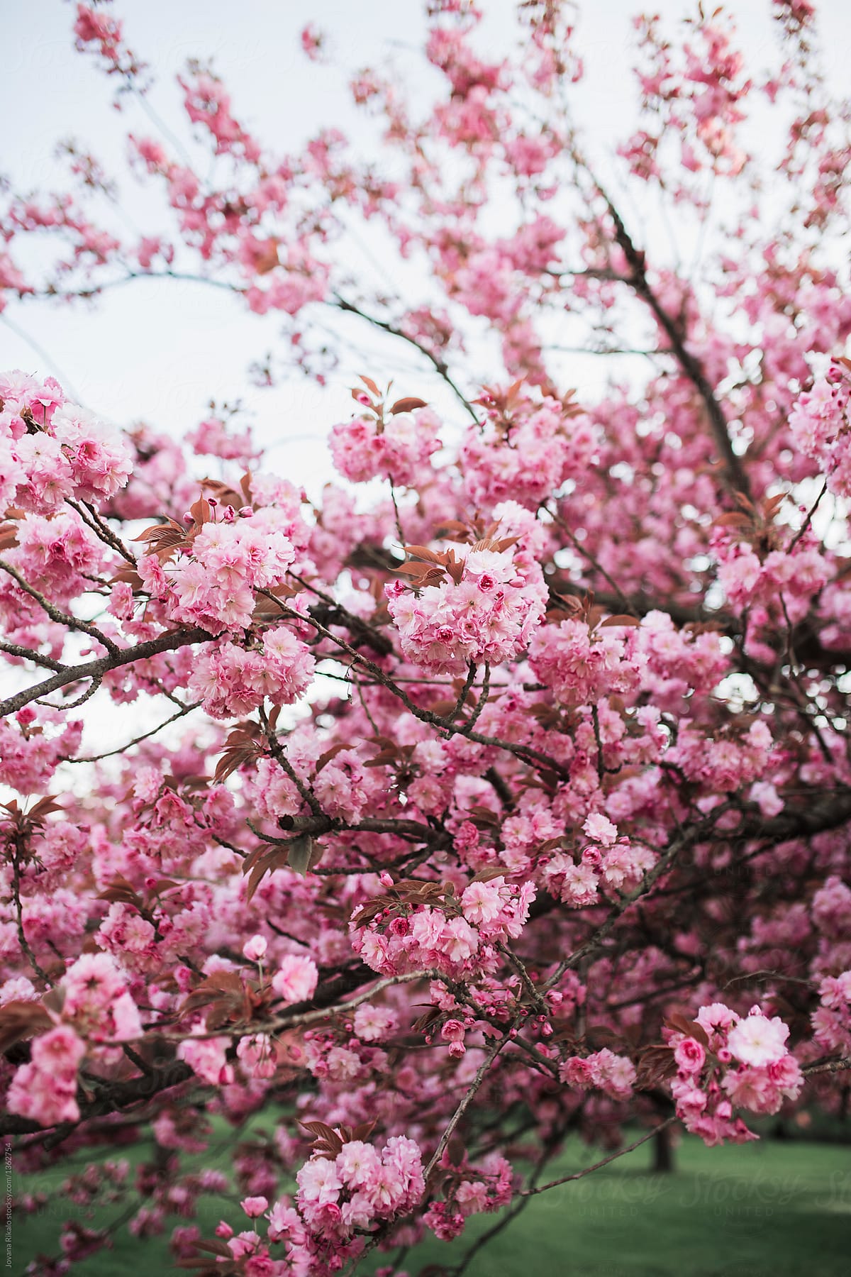 "Sakura Tree Garden" by Stocksy Contributor "Jovana Rikalo" - Stocksy