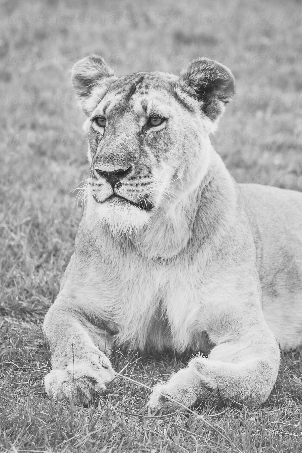 "Lioness Queen" by Stocksy Contributor "ACALU Studio" - Stocksy