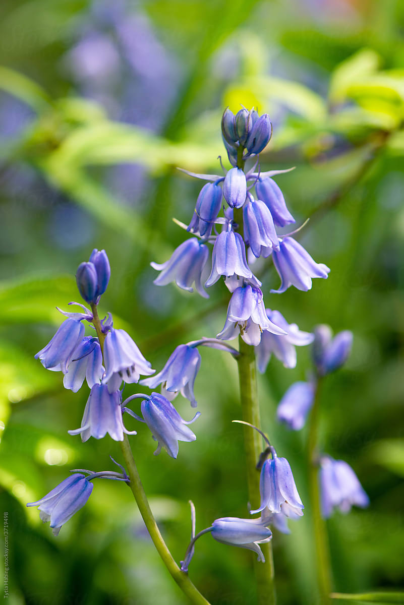 "Bluebells" by Stocksy Contributor "Tytia Habing" - Stocksy