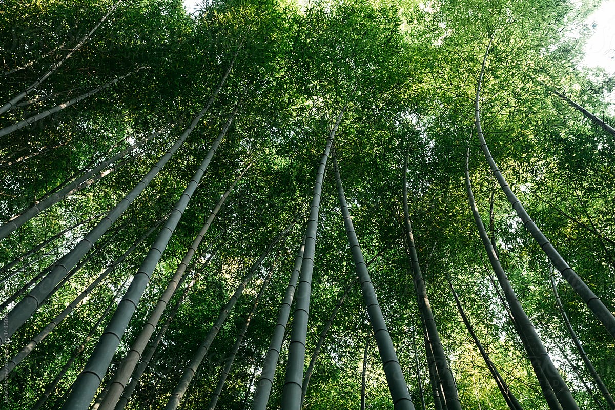 "Beautiful Landscapes Through Tall Old Growth Bamboo Forest In Kyoto ...