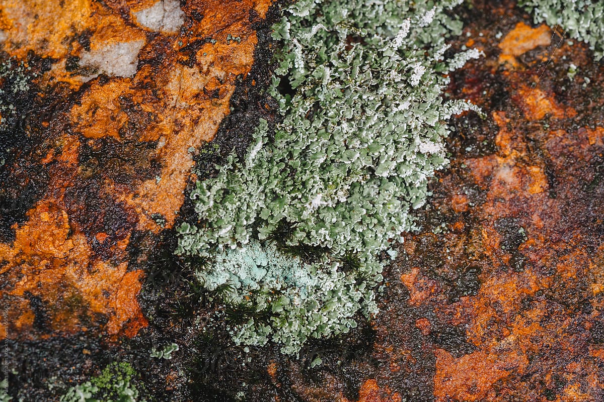 "Moss Texture Macro" by Stocksy Contributor "Pansfun Images" - Stocksy