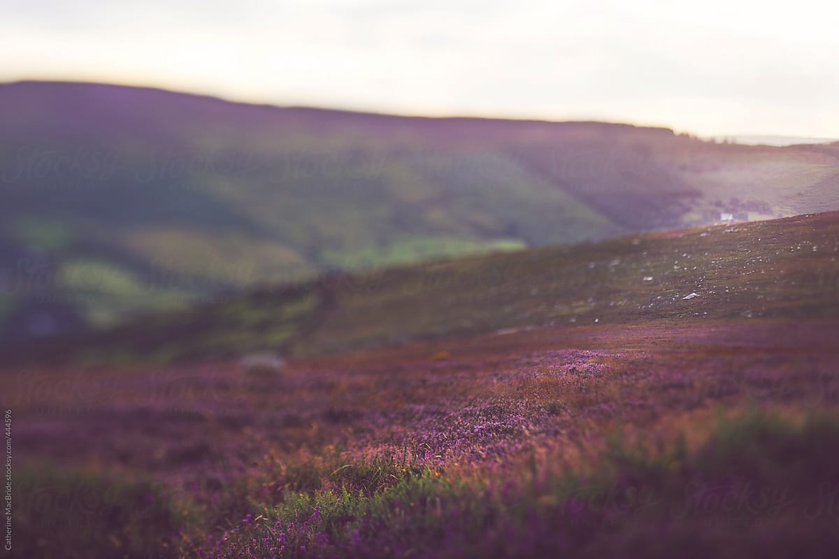"Heather Filled Hillside, Ireland" by Stocksy Contributor "Catherine ...